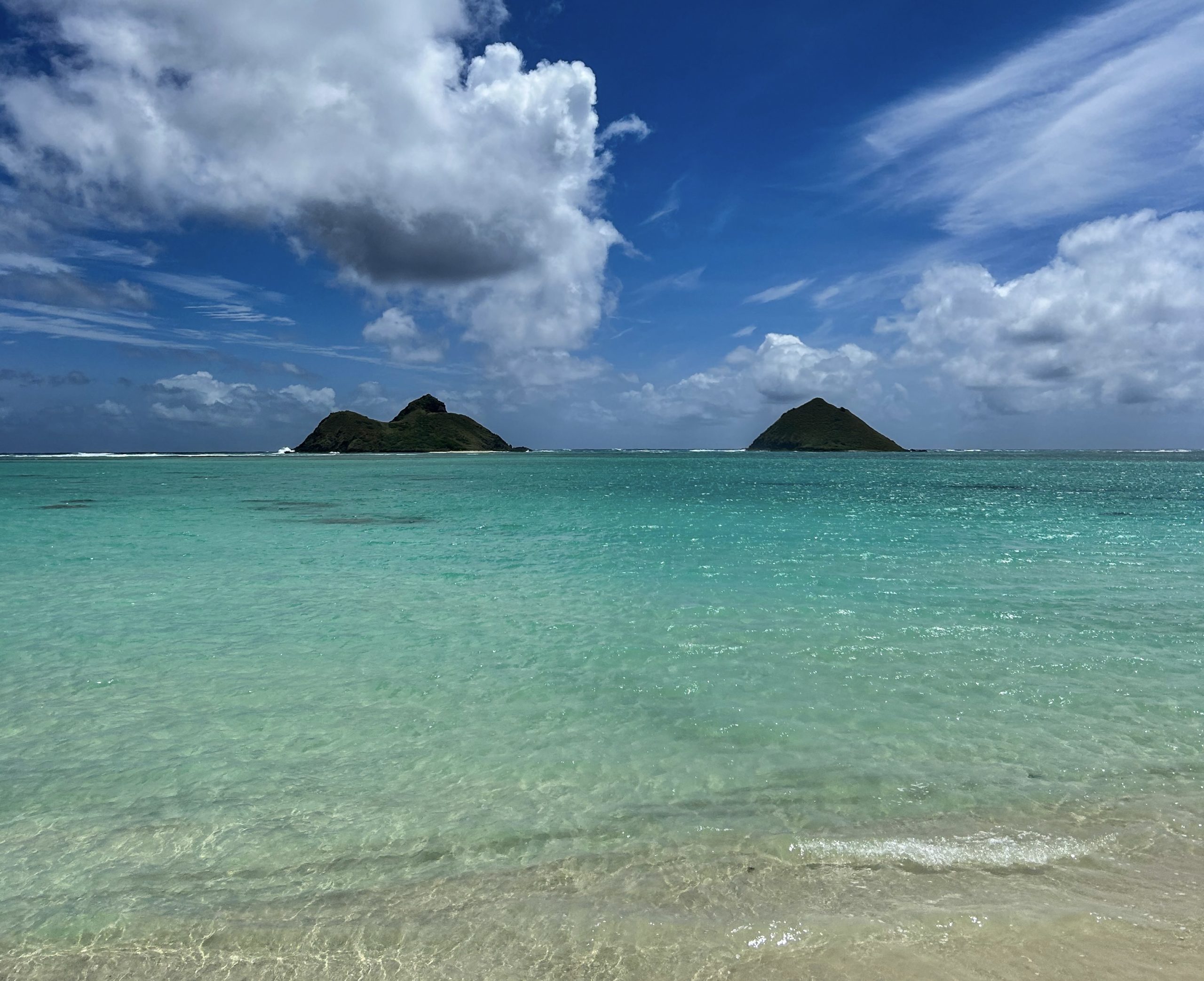 Made To Jetset: Private Jet Flights With And Without Pets | Pet Jets ...