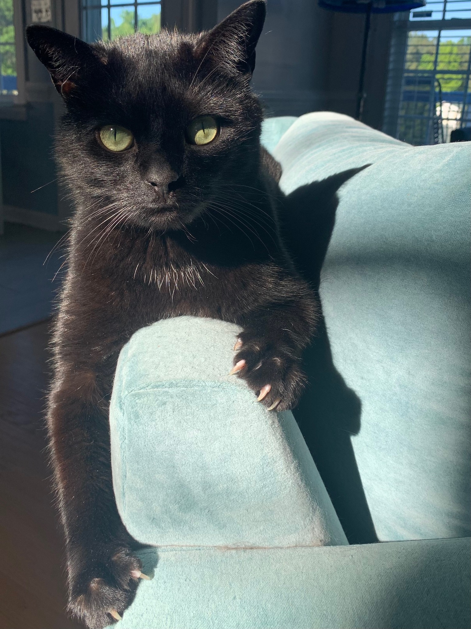 A Member's Message: Lisbon 2024 & Ending FIP | Pet Jets Private Air ...