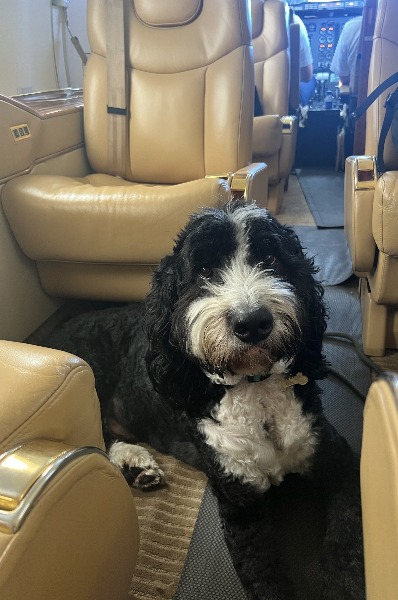 5 FAQs: Answered By Pet Jets | Pet Jets Private Air Transportation