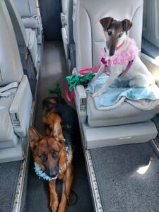 Pet Jets Private Air Transportation for pet owners and pets.