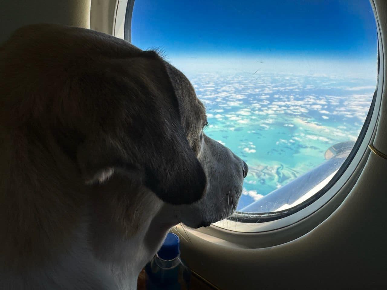 Pet Jets - Flight List | Pet Jets Private Air Transportation