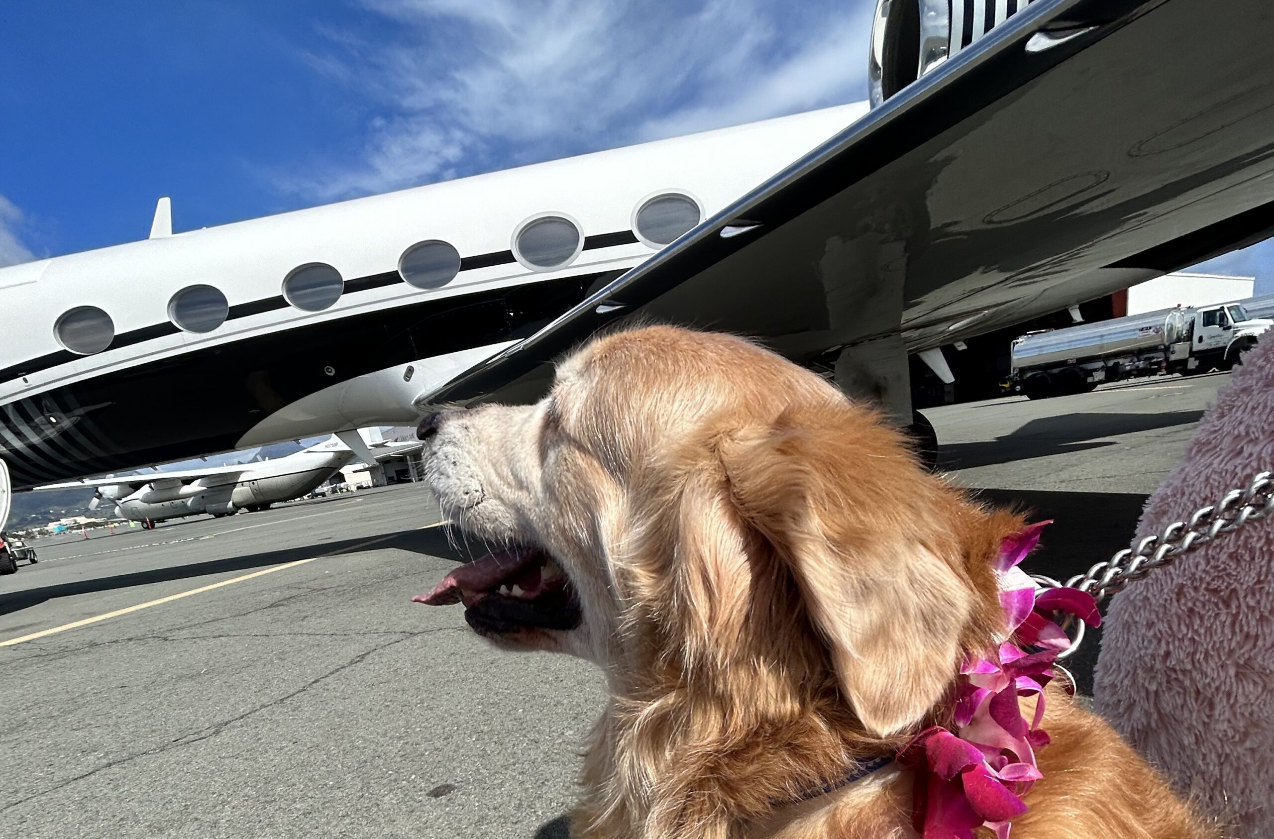 Blog | Pet Jets Private Air Transportation